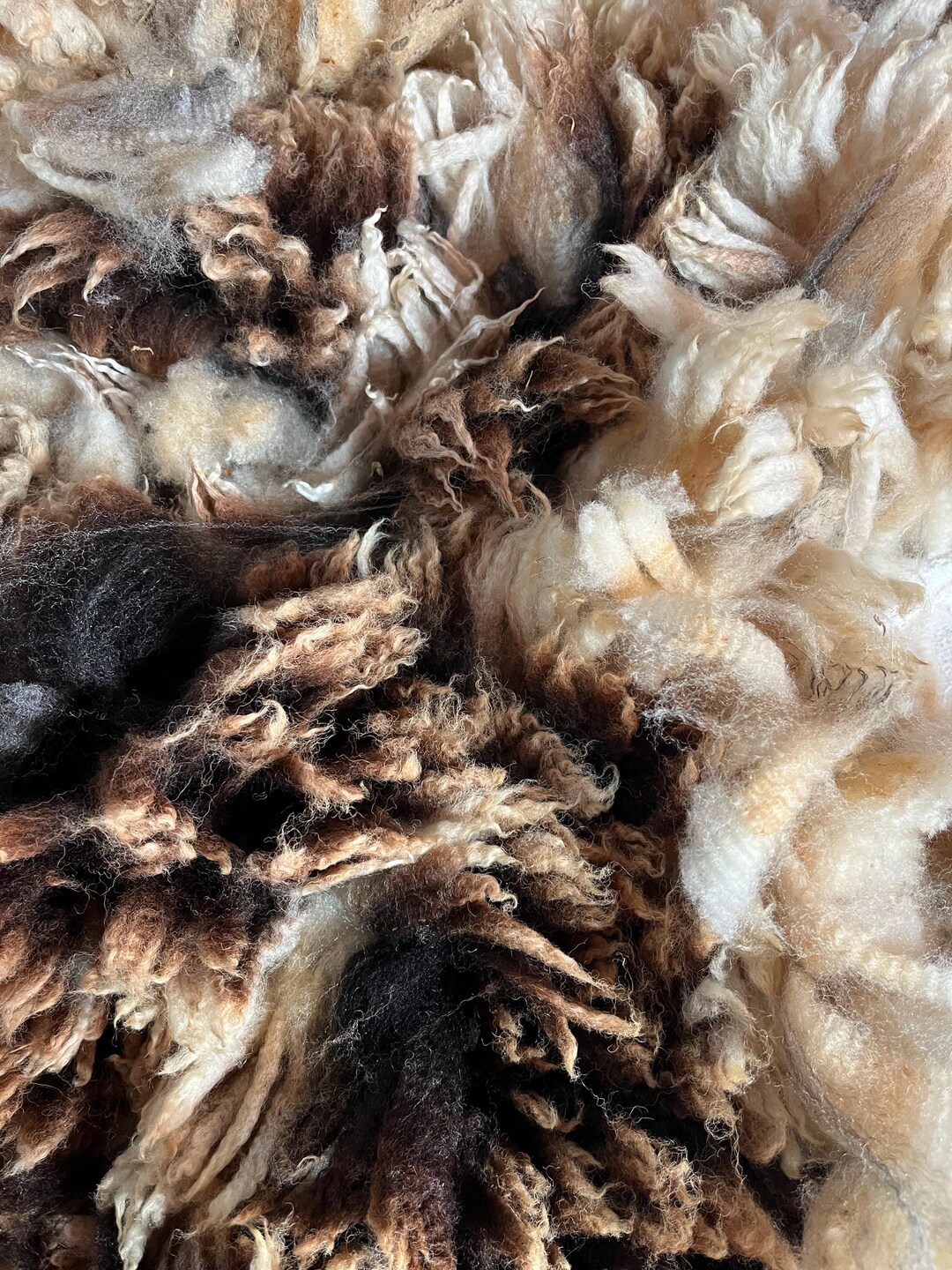 Raw Brown/black/white Spotted Jacob Sheep Fleece (miri) - Etsy