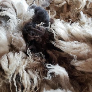 Partial Raw White Fleece With Black Spot Shetland Lamb’s Wool, (hamon ...
