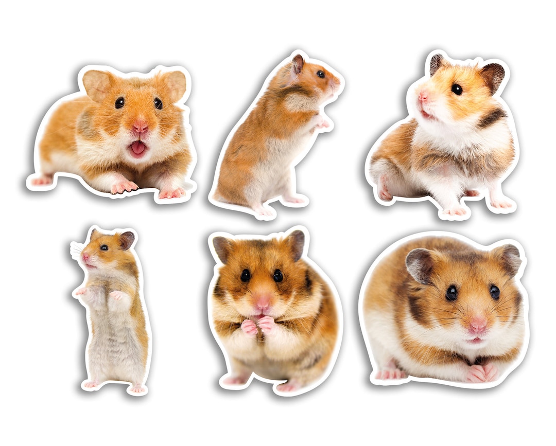 6 X 10cm Hamster Vinyl Stickers - Rodent Funny Animal Pattern Nature ...