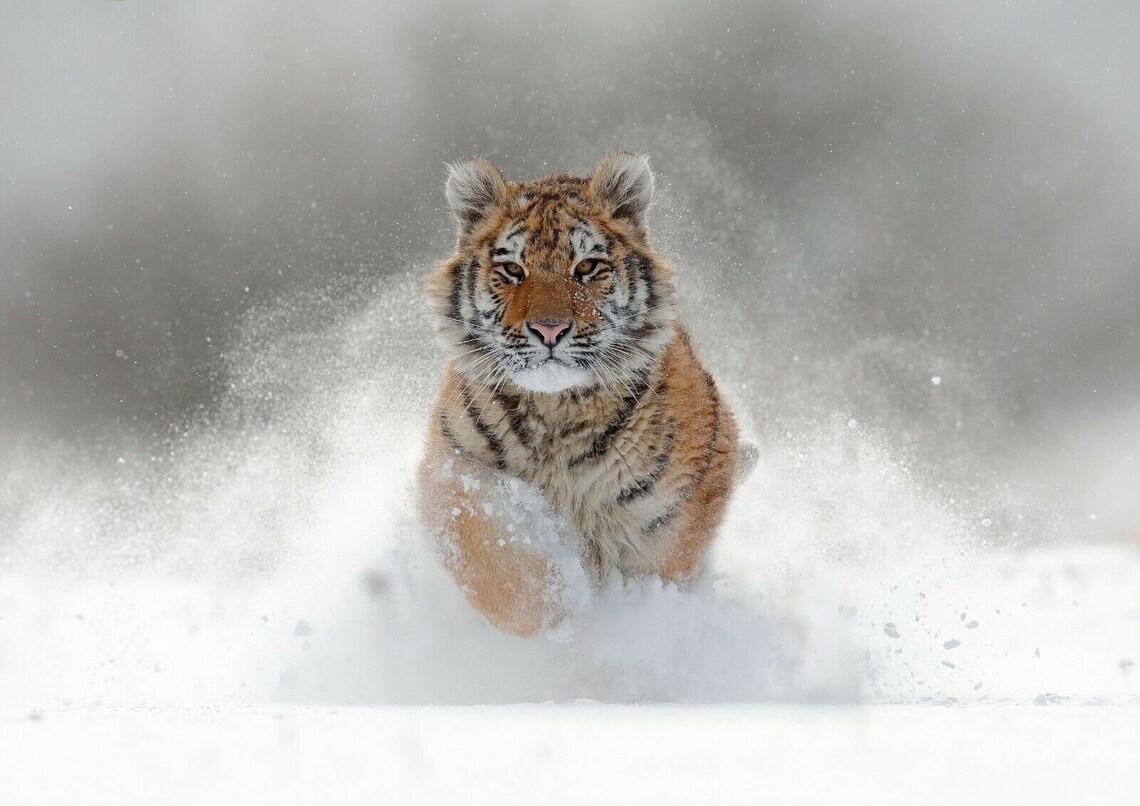 1 X Siberian Tiger Poster Wild Animals Big Cat Snow - Etsy UK