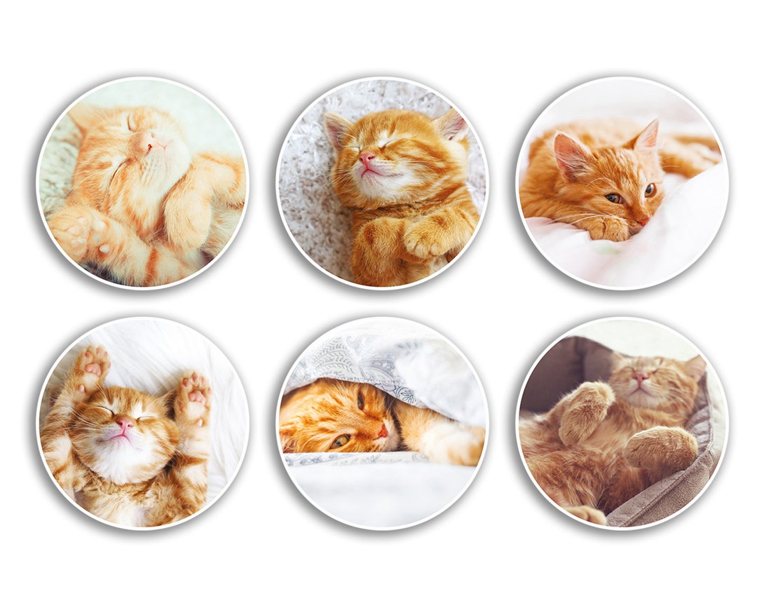 6 X 10cm Ginger Cat Vinyl Stickers - Animal Pets Fluffy Cute Sleeping ...