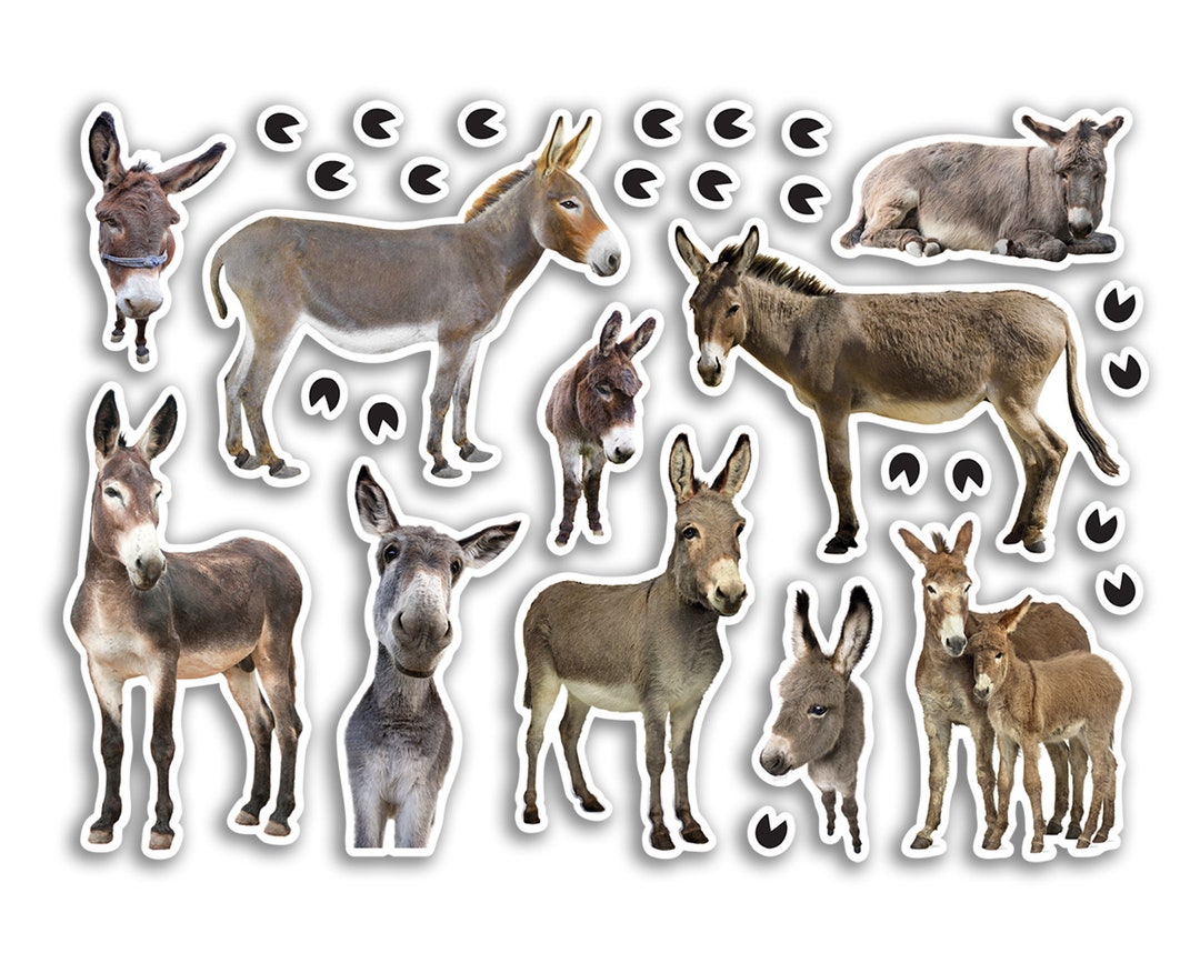 A5 Sticker Sheet Donkey Vinyl Stickers - Funny Animals Equestrian ...