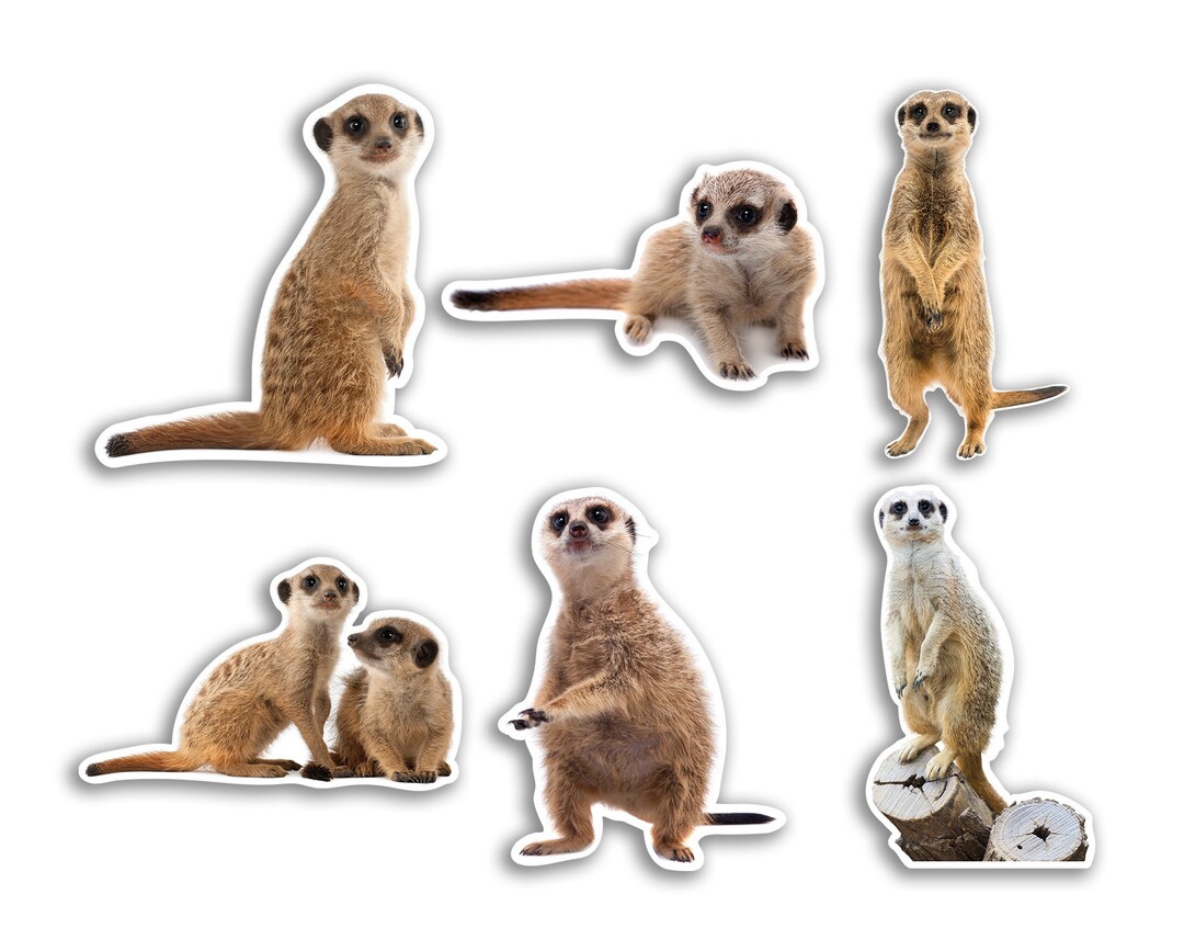 6 X 10cm Meerkat Vinyl Stickers Safari Zoo Wildlife Animal Funny ...