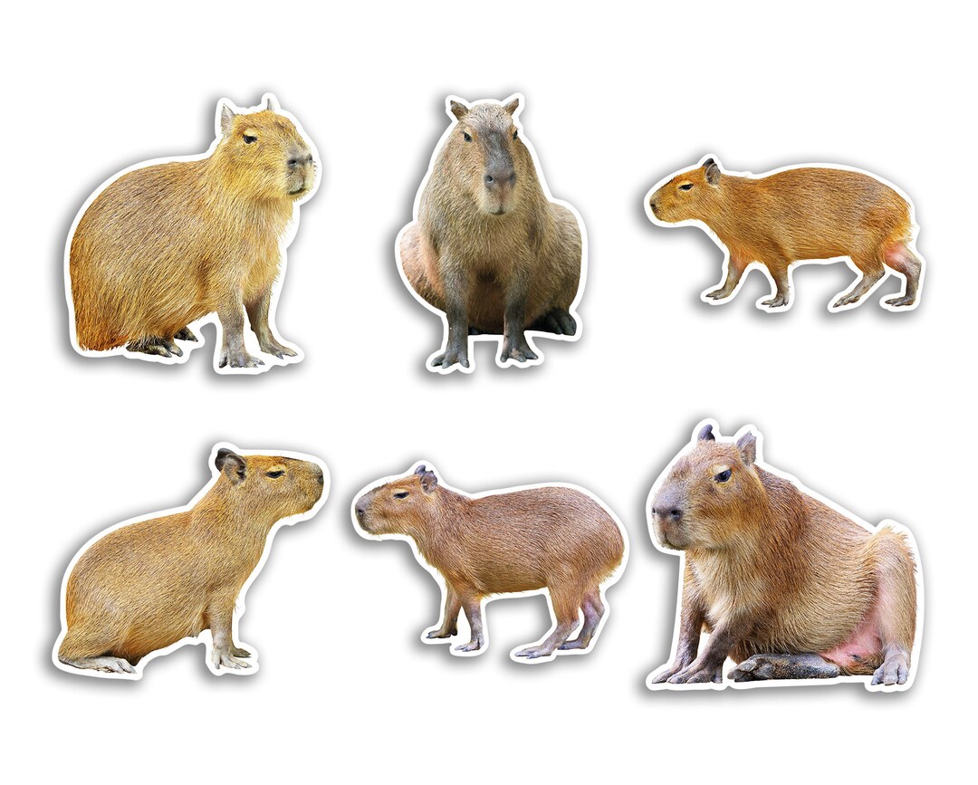6 X 10cm Capybara Vinyl Stickers - Animal Funny Pattern Nature Pets ...