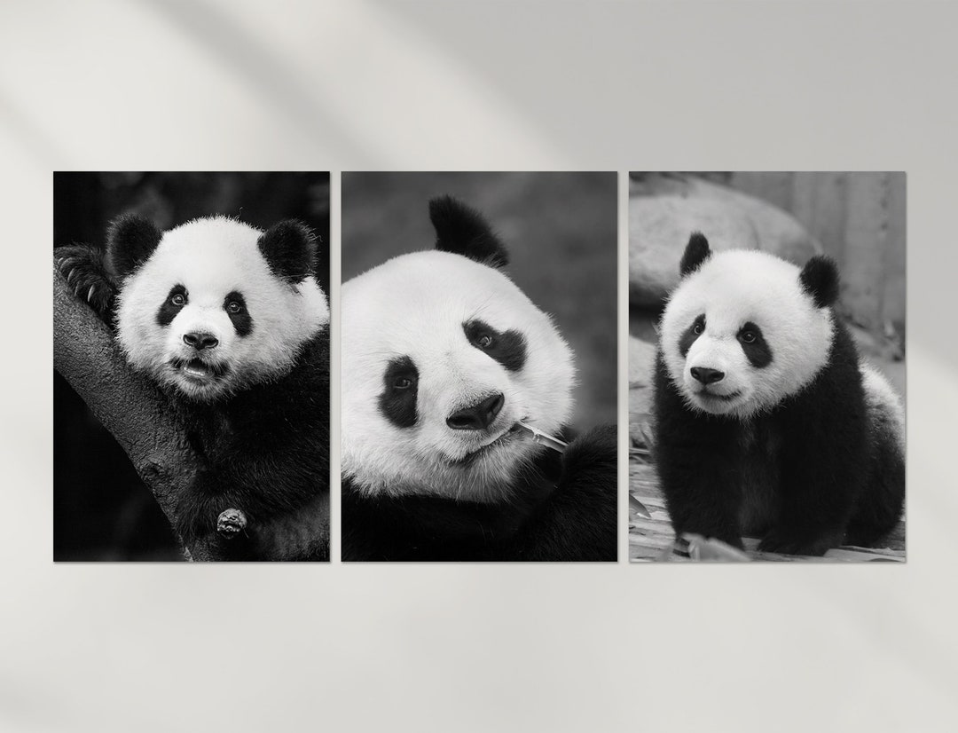 3 X Panda Posters Animals Zoo Pandas Trio of Prints Portrait - Etsy