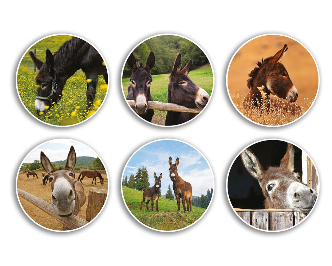 6 X 10cm Donkey Vinyl Stickers - Funny Farm Animal Horse Lover ...