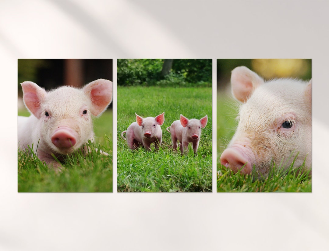 3 X Pig Posters Animal Farm Piglet Farmer Trio of Prints Portrait ...