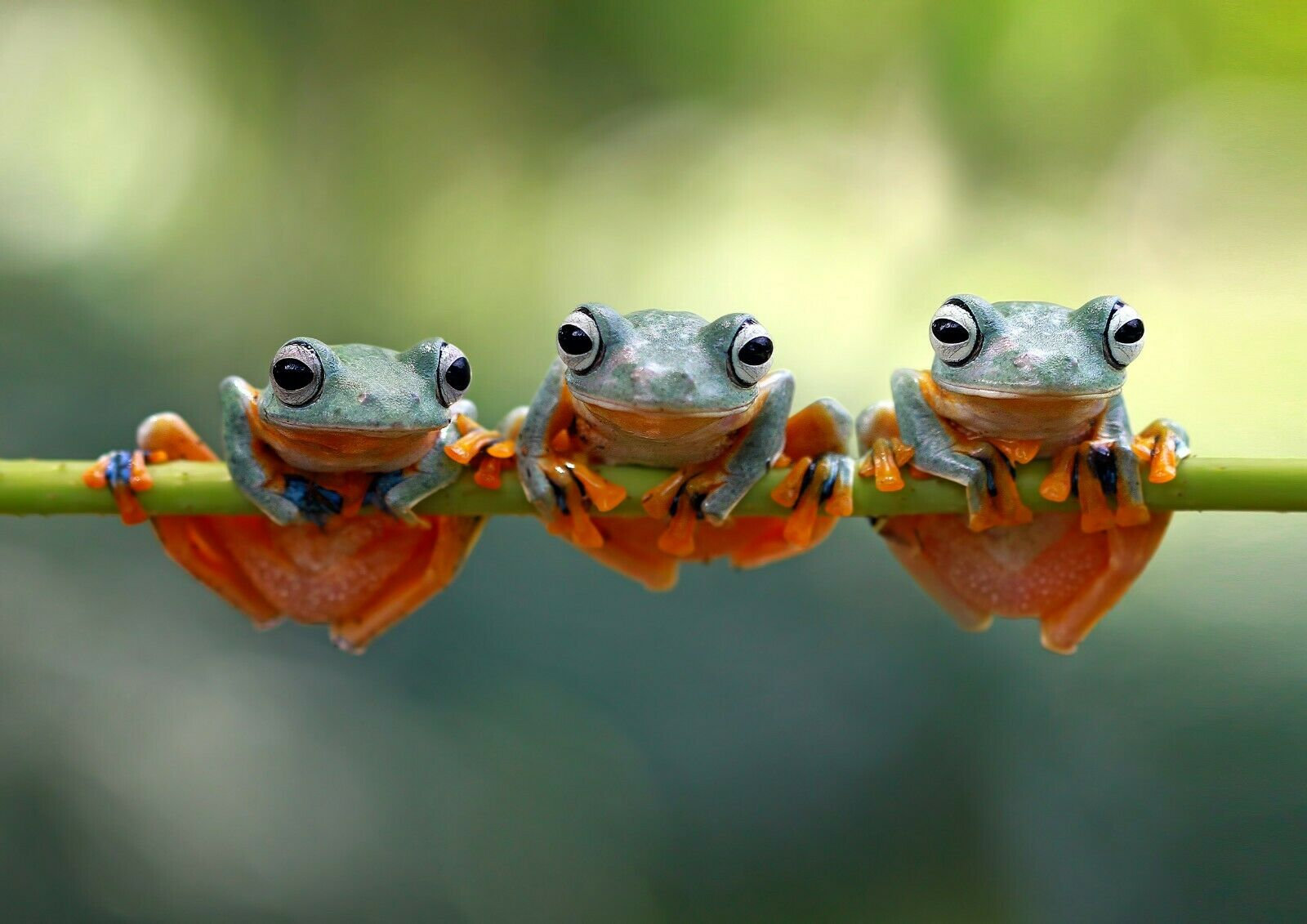 Frogs In The Tropical Rainforest