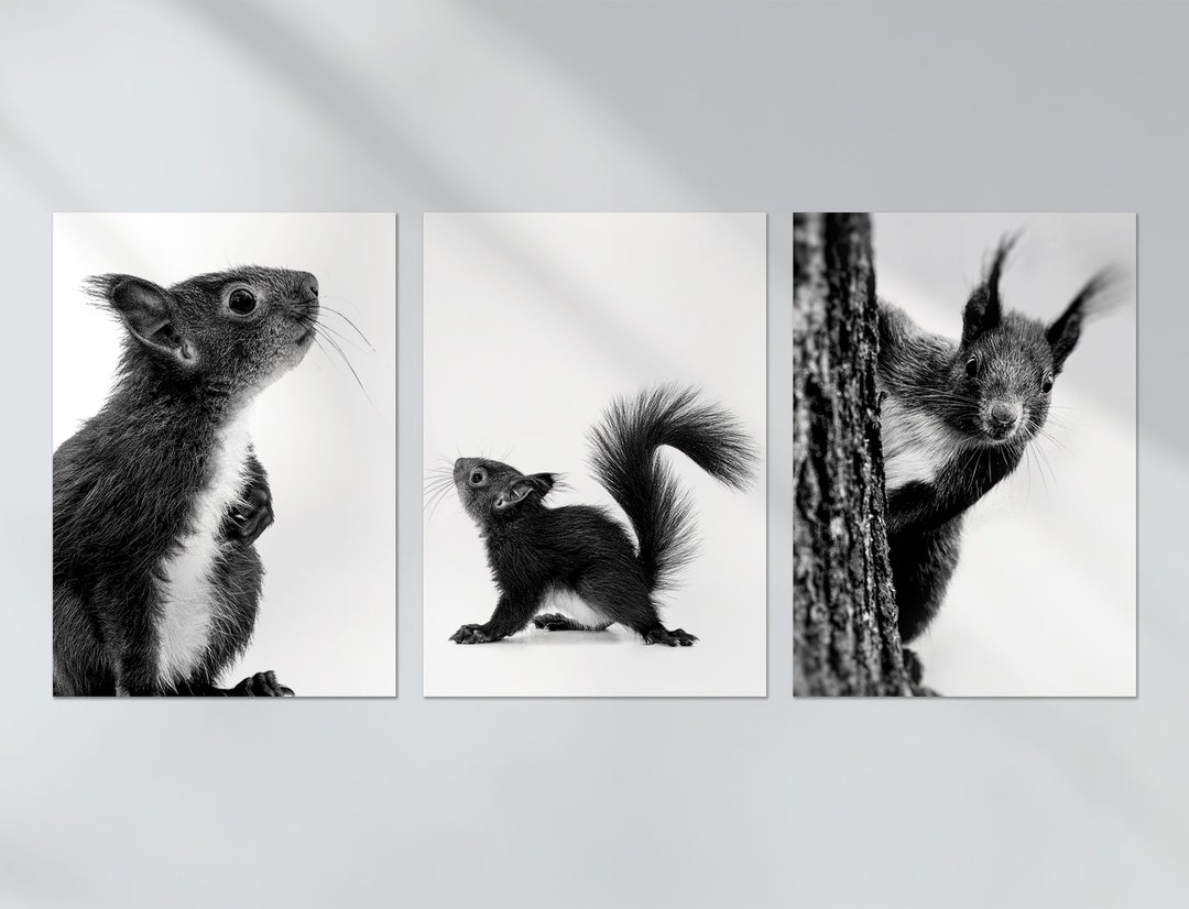 3 X Squirrel Posters Animal Art Nature Trio of Prints Portrait Poster ...