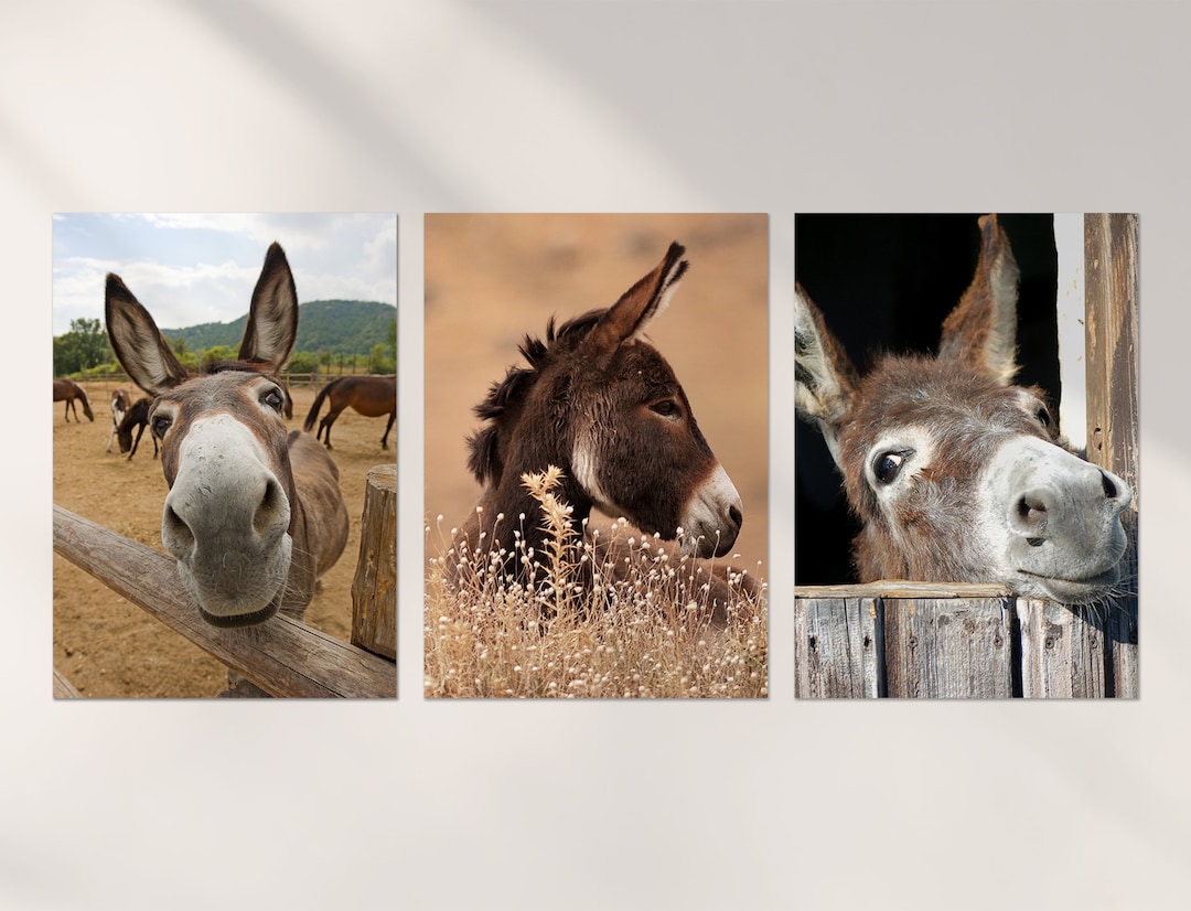 3 X Funny Donkey Posters Animal Horses Trio of Prints Portrait Poster ...