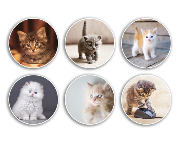 6 X 10cm Kittens Vinyl Stickers Animal Pets Fluffy Cute Cat - Etsy