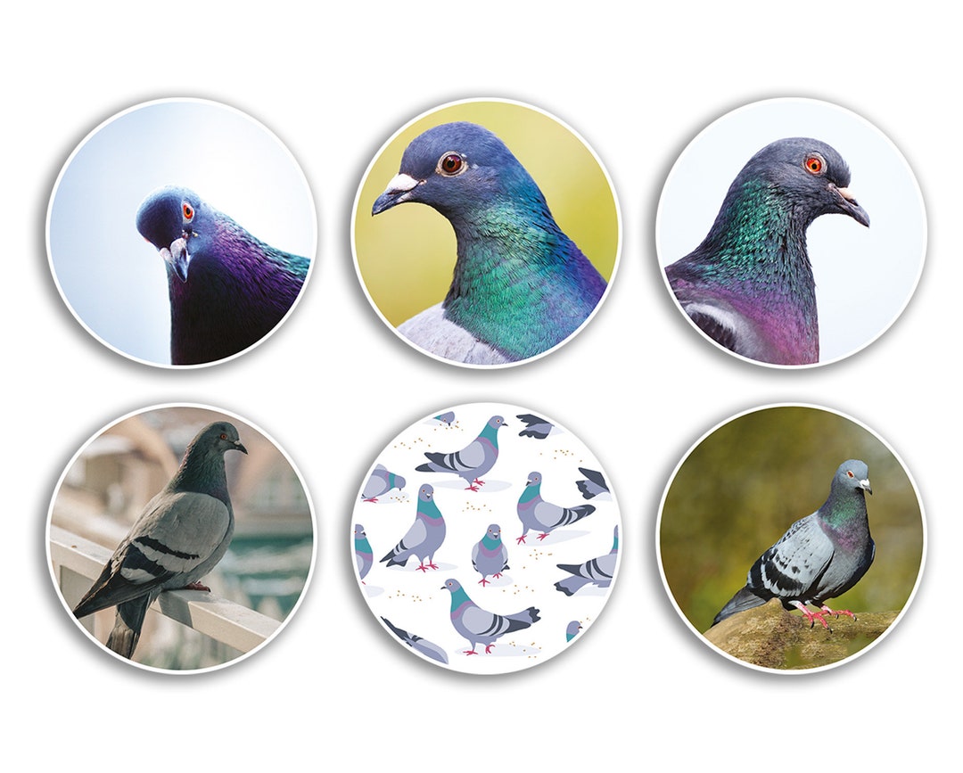 6 X 10cm Pigeon Birds Vinyl Stickers - Animal Funny Pigeons Dove ...