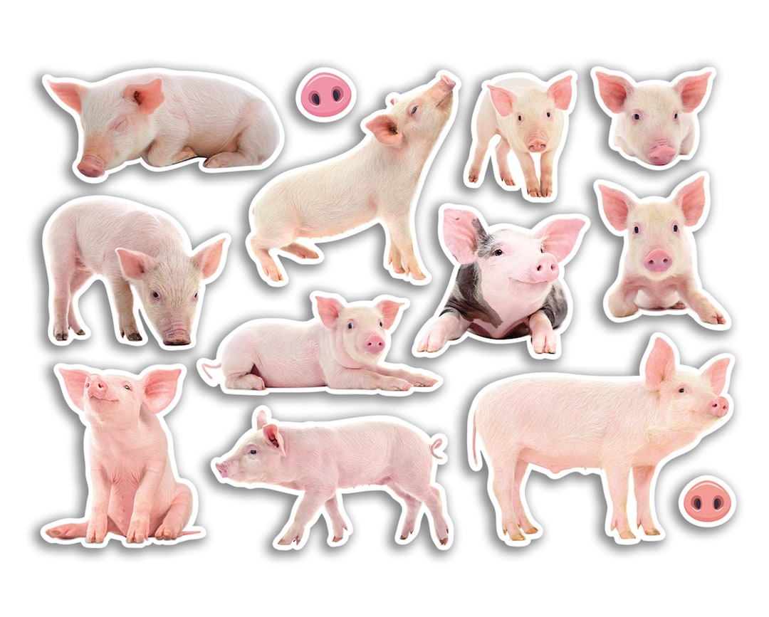 A5 Sticker Sheet Pig Vinyl Stickers - Piglet Farm Nose Animals ...