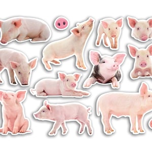 A5 Sticker Sheet Pig Vinyl Stickers Piglet Farm Nose Animals ...