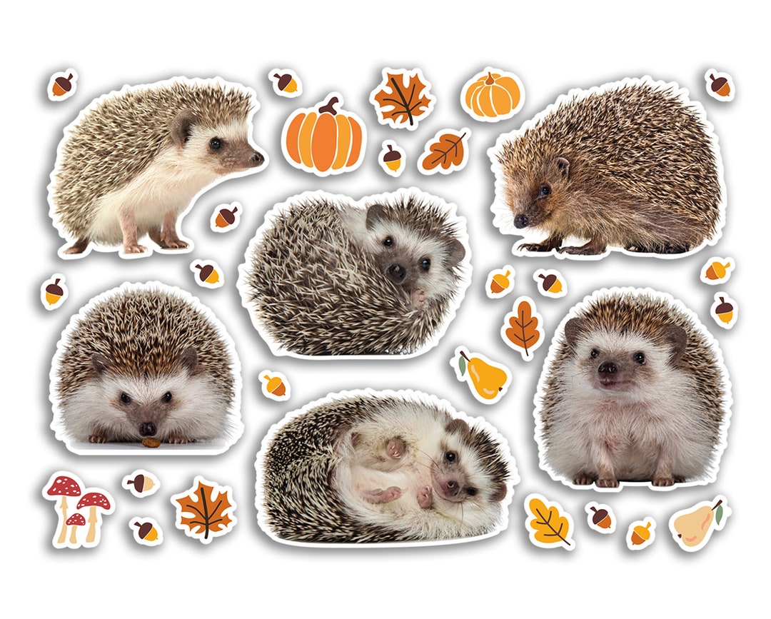 A5 Sticker Sheet Hedgehog Vinyl Stickers - Wildlife Wild Animals ...