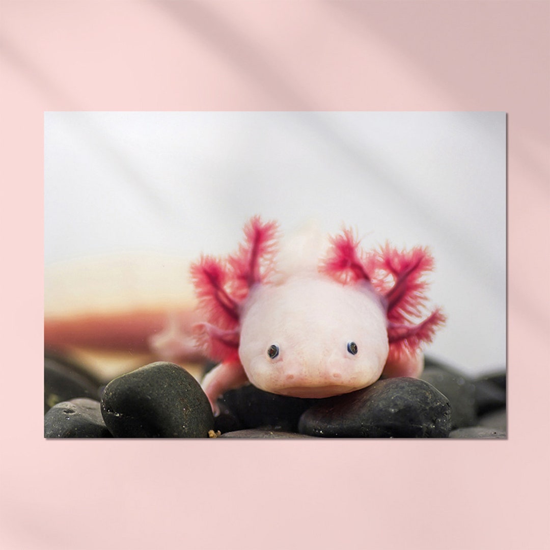 1 X Axolotl Poster - Aquarium Dragon Fish Amphibian Animals Lizard Pets ...