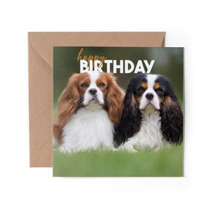 1 X Greeting Card Happy Birthday Cavalier King Charles Spaniel Puppy ...