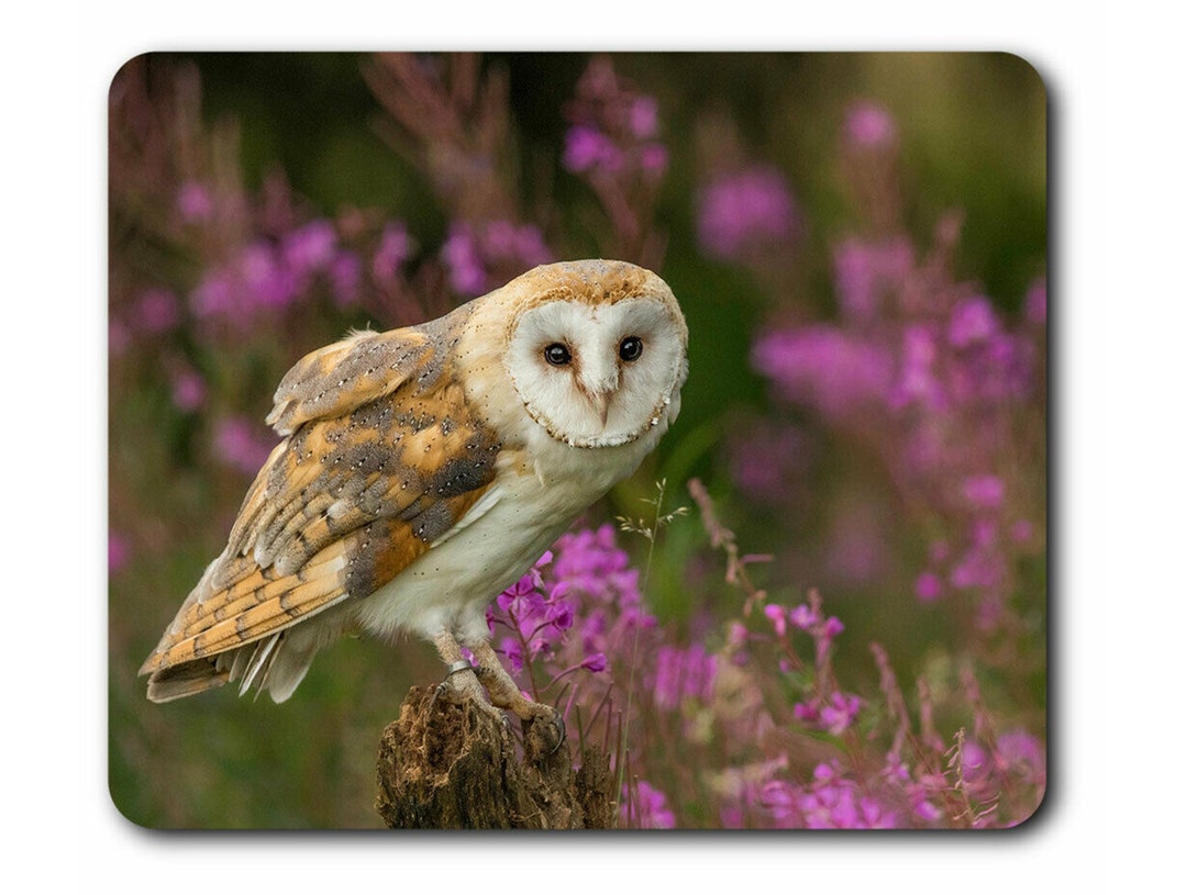 1 X Beautiful Owl Mouse Mat - Bird Owls Animal Desk Accessories ...