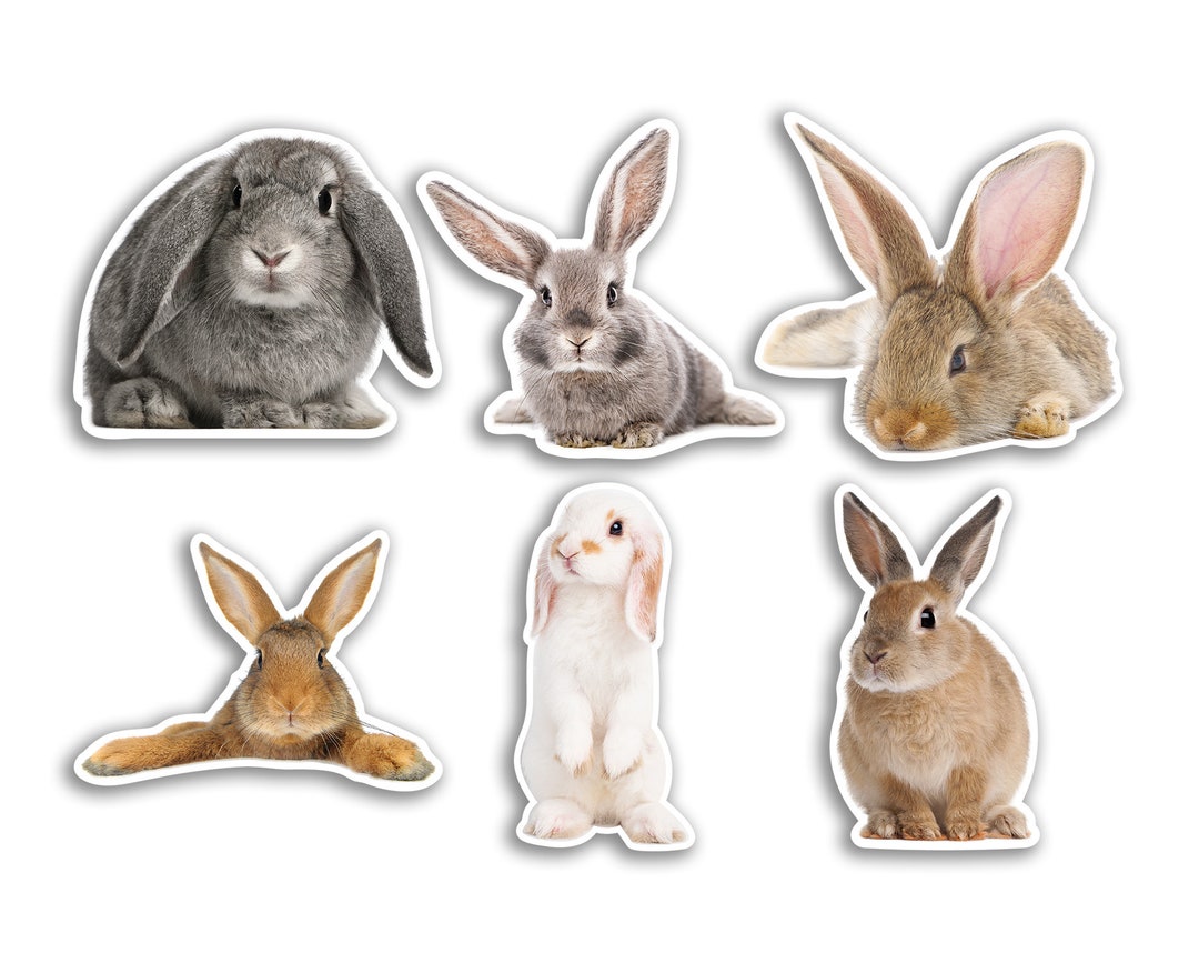 6 X 10cm Rabbit Vinyl Stickers Bunny Funny Animal Pattern Nature Pets ...