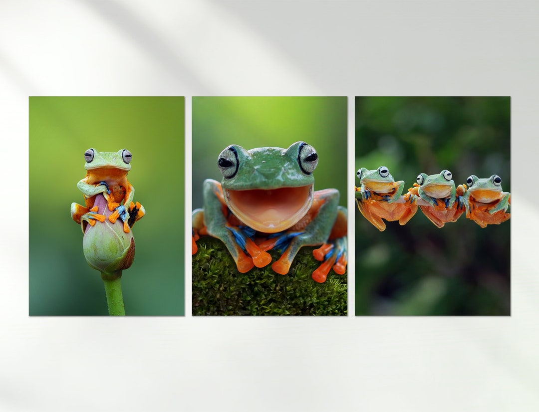 3 X Tree Frog Posters Animal Reptile Trio of Prints Portrait Poster ...