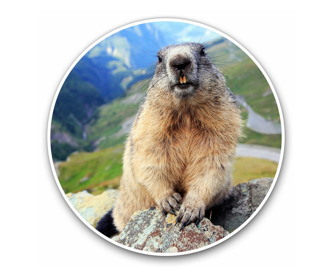 2 X 10cm Round Cute Alpine Marmot Vinyl Stickers - Cute Mountains Paws ...