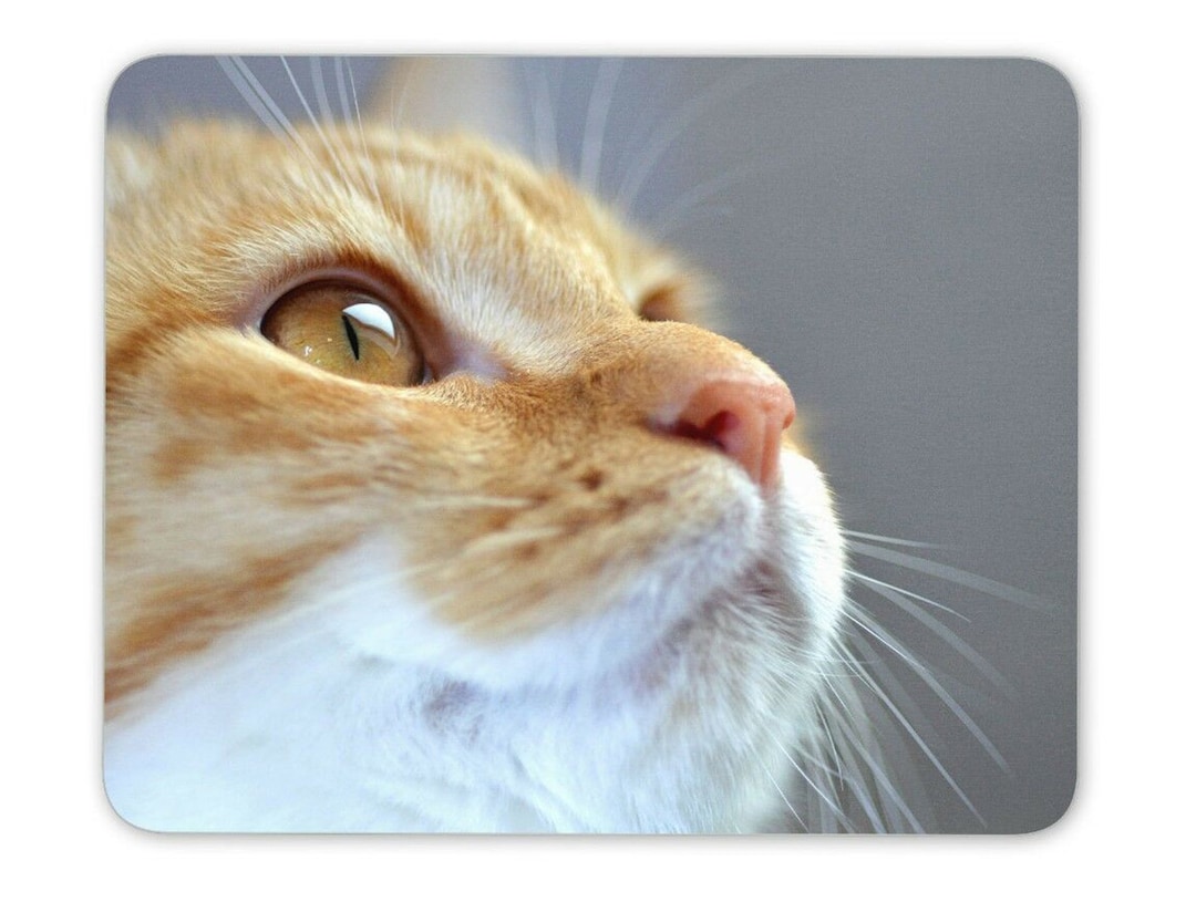 1 X Cute Ginger Cat Mouse Mat Kitten Pets Animal Desk Accessories ...