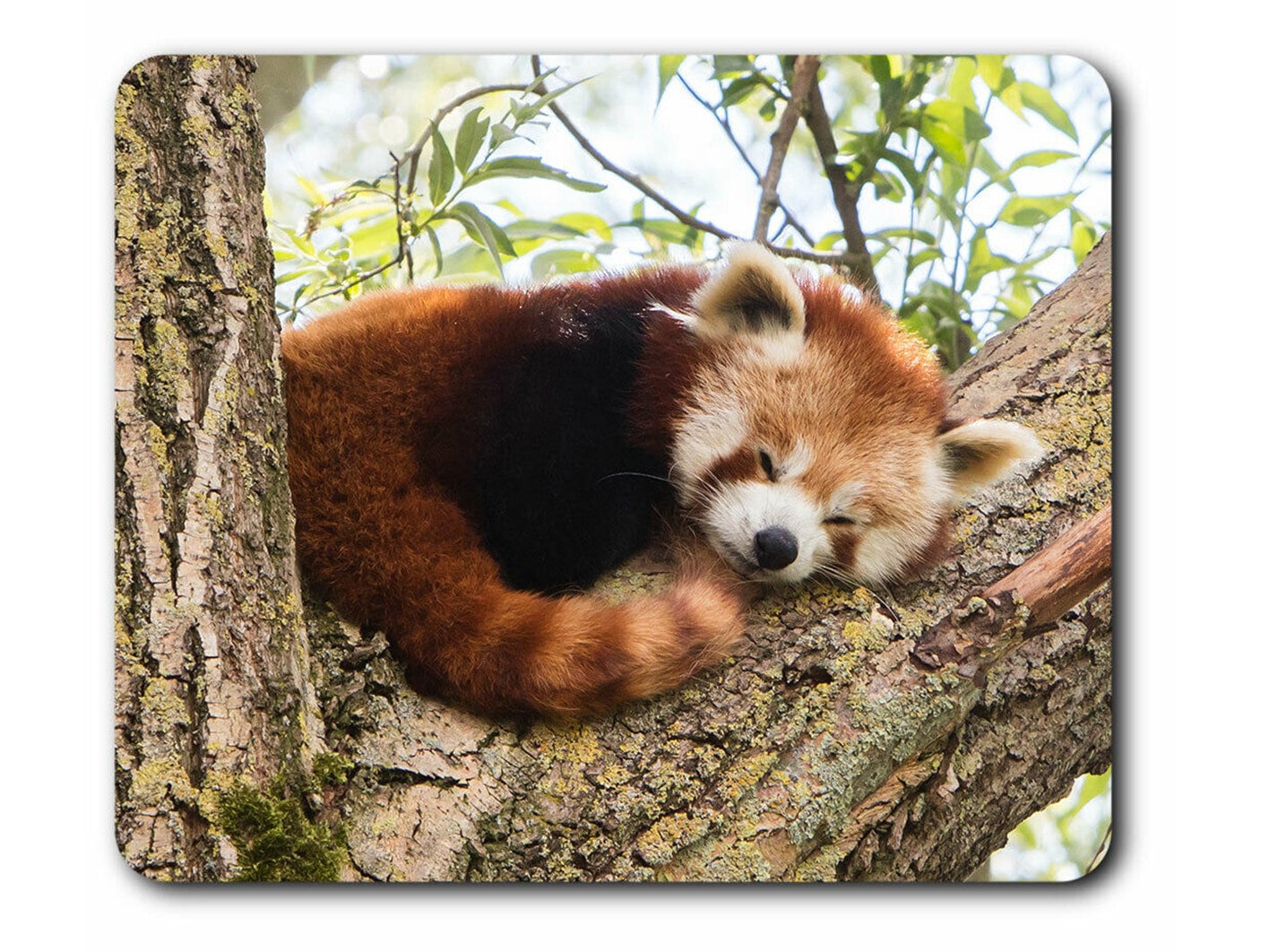1 X Lesser Red Panda Mouse Mat - Tree Animal Bear Desk Accessories ...