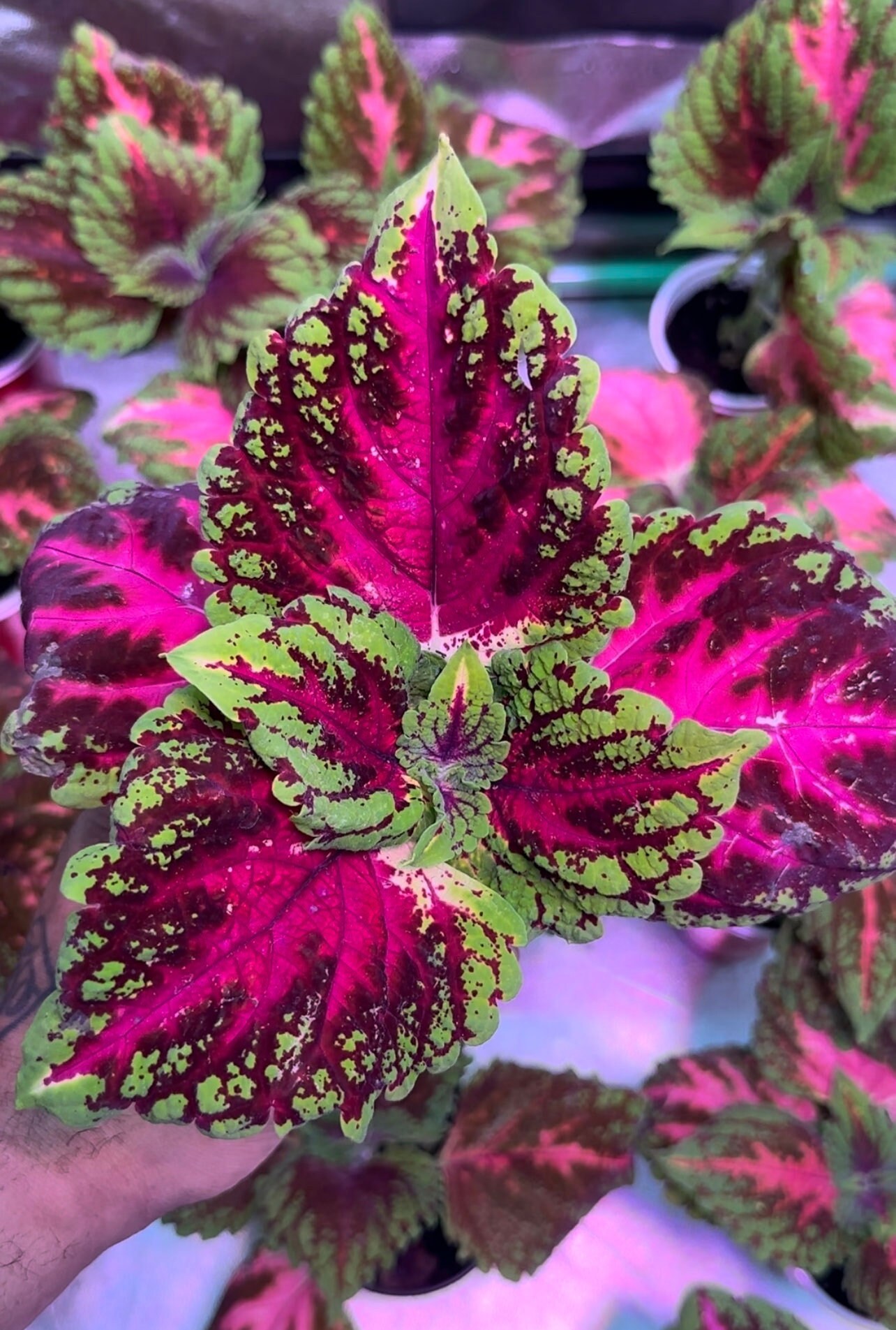 Buy 1 Get 1 Free Kong Salmon Pink Coleus Live Plants - Etsy