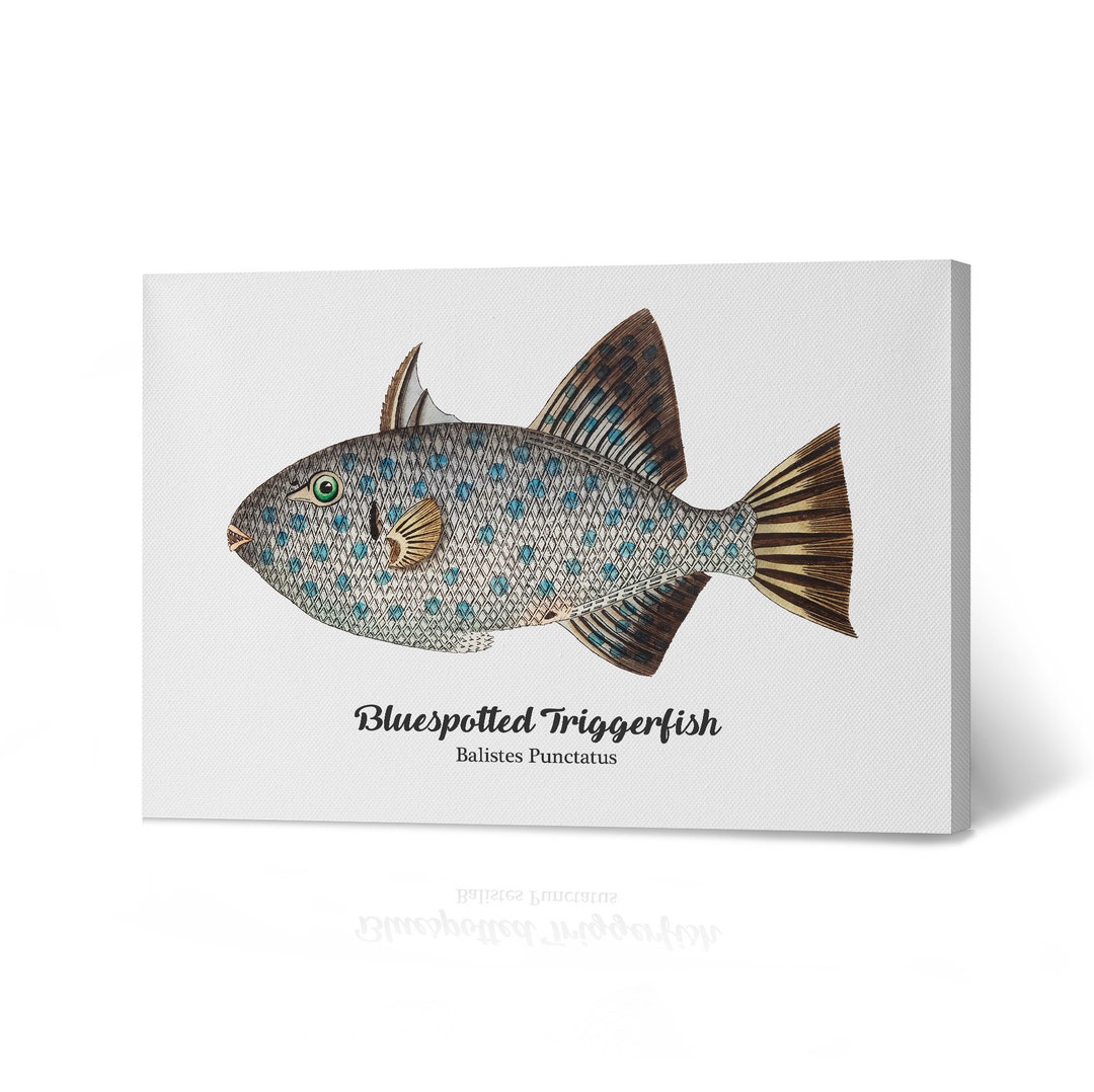Bluespotted Triggerfish Fish Watercolor Paint Animal Canvas Wall Art ...