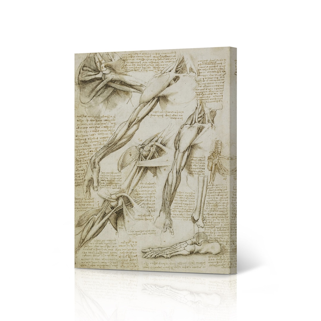 Nature of Human Body by Leonardo Da Vinci Canvas Wall Art Print ...