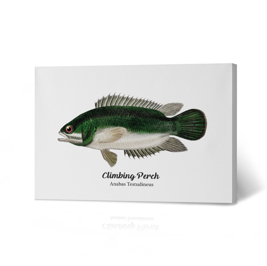 Climbing Perch Fish Watercolor Paint Animal Canvas Wall Art Print ...