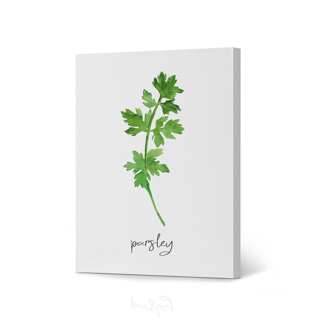 Parsley Watercolor Painting Rustic Kitchen Wall Decor Canvas Print ...