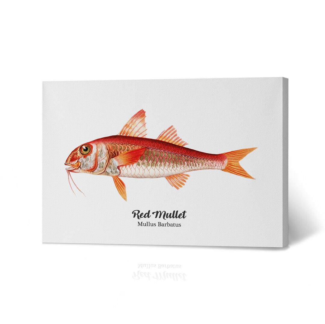 Red Mullet Fish Watercolor Paint Animal Canvas Wall Art Print Living ...