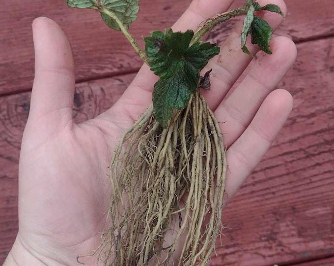 Bare Root Strawberry Plants; Live Strawberry Plants; Heirloom ...