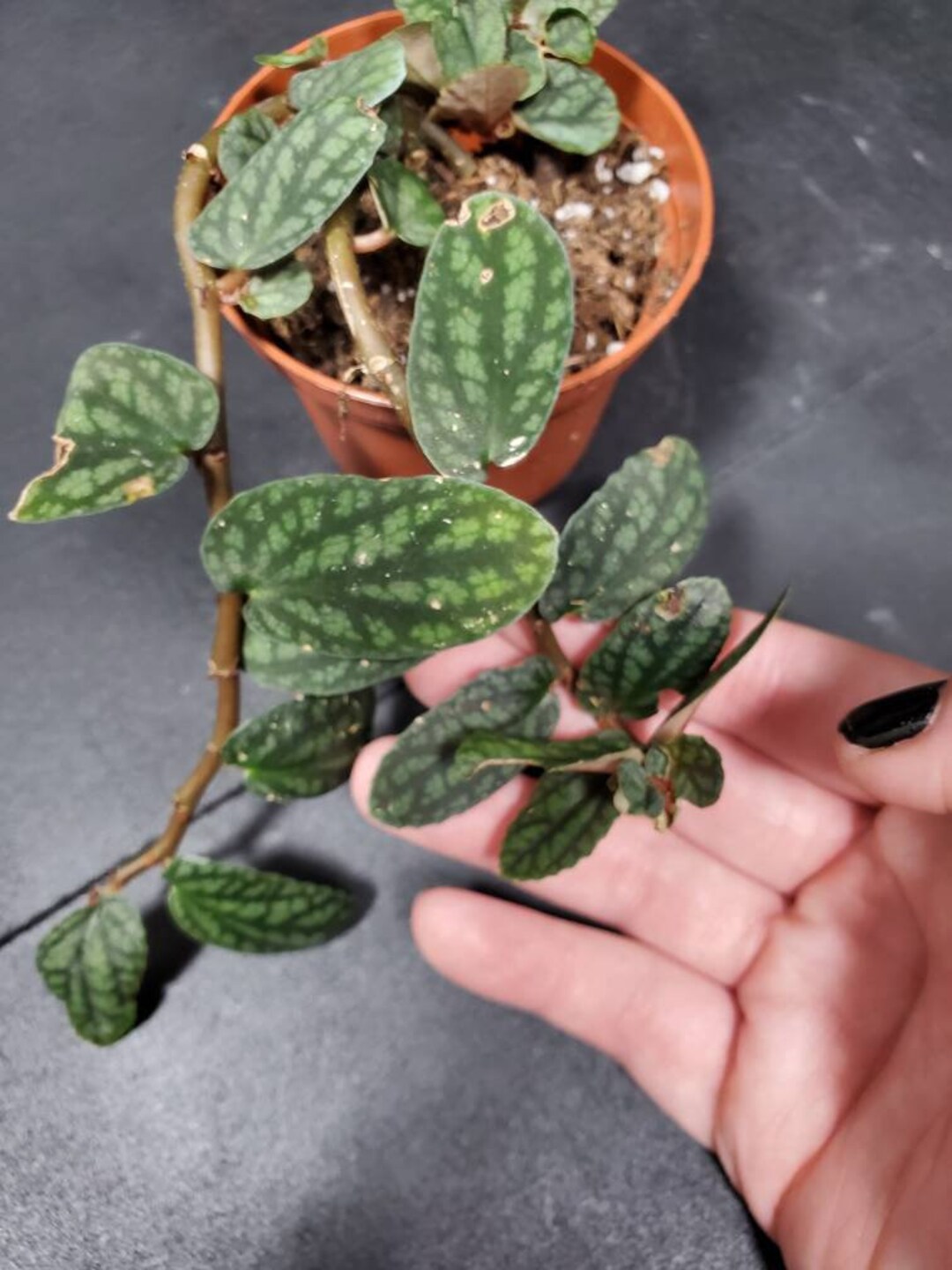 Pellonia Pulchra Watermelon Vine - Etsy