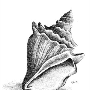 Seashell Pen Drawing Ink Art - Etsy