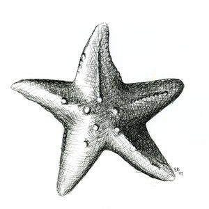 Starfish Pen Drawing Ink Art - Etsy