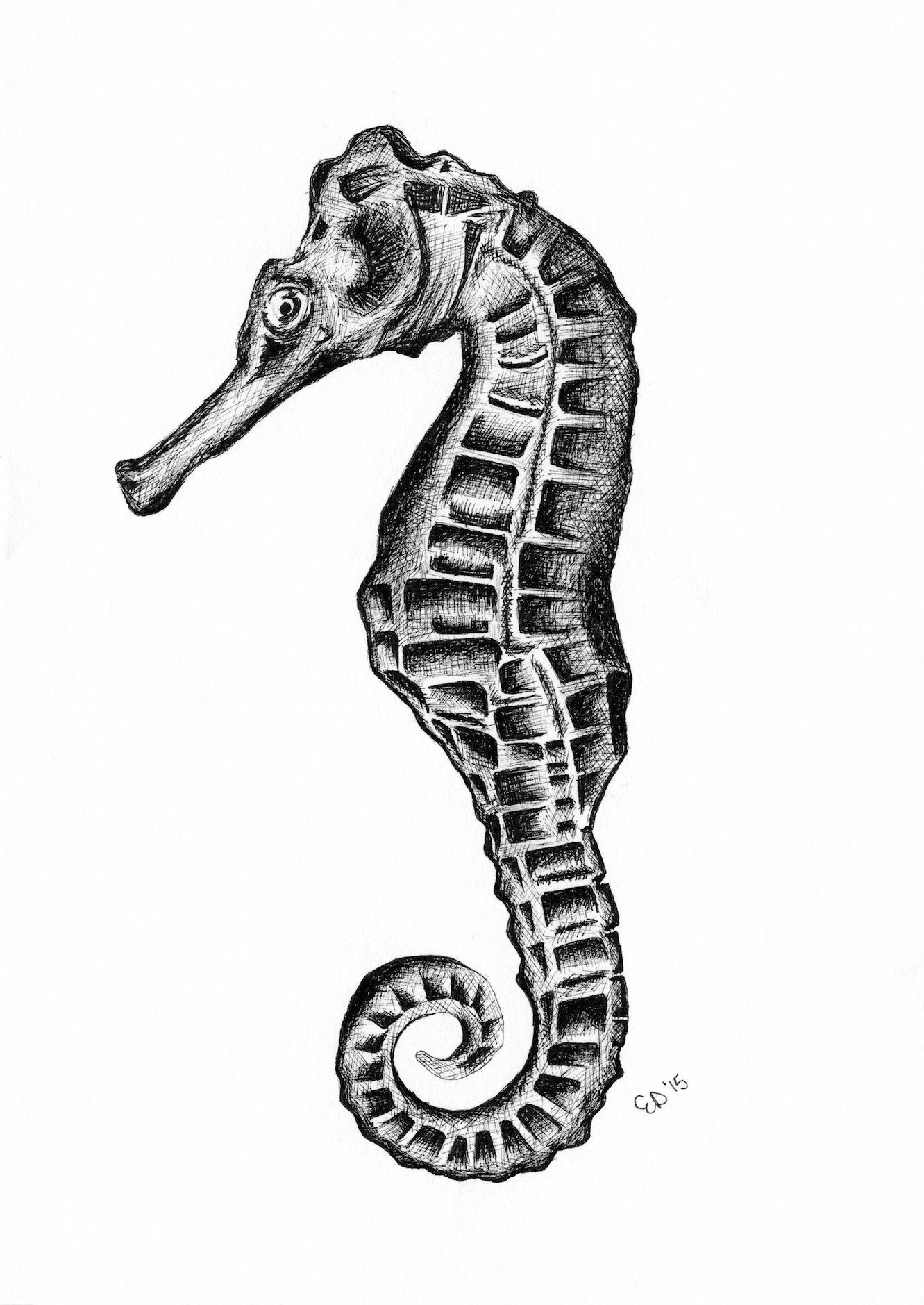 Seahorse Pencil Drawing