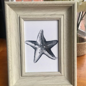 Starfish Pen Drawing Ink Art | Etsy