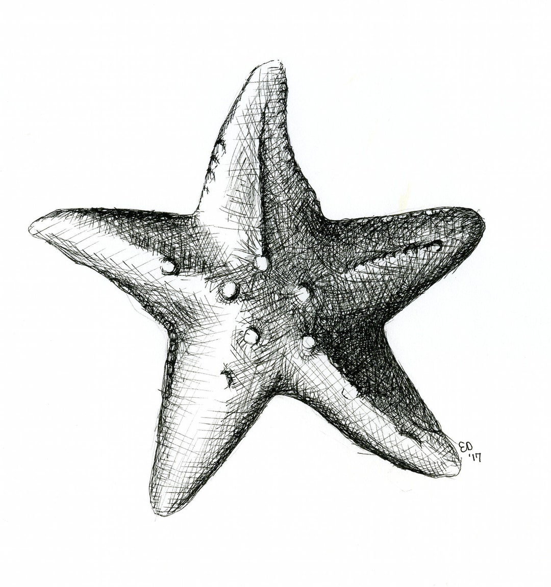 Starfish Pen Drawing Ink Art - Etsy