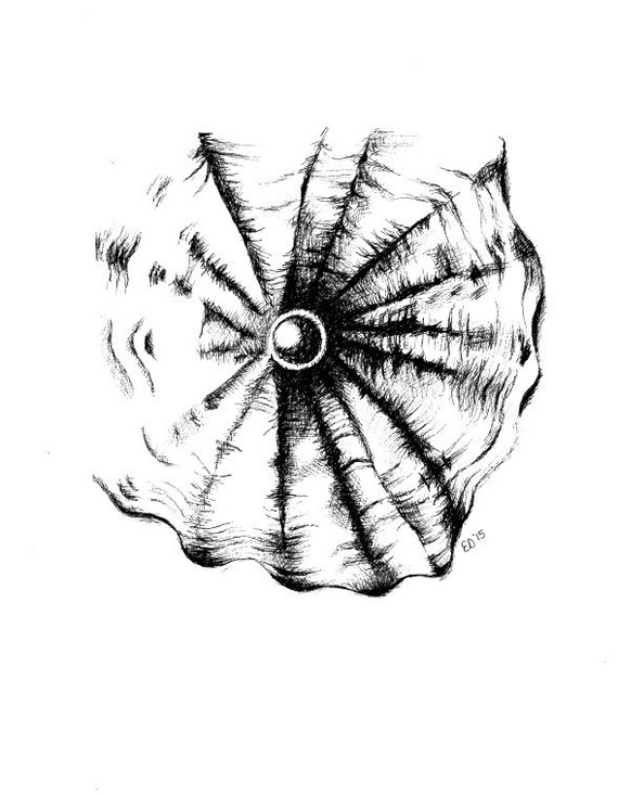 Shell Pen Drawing Ink Art | Etsy