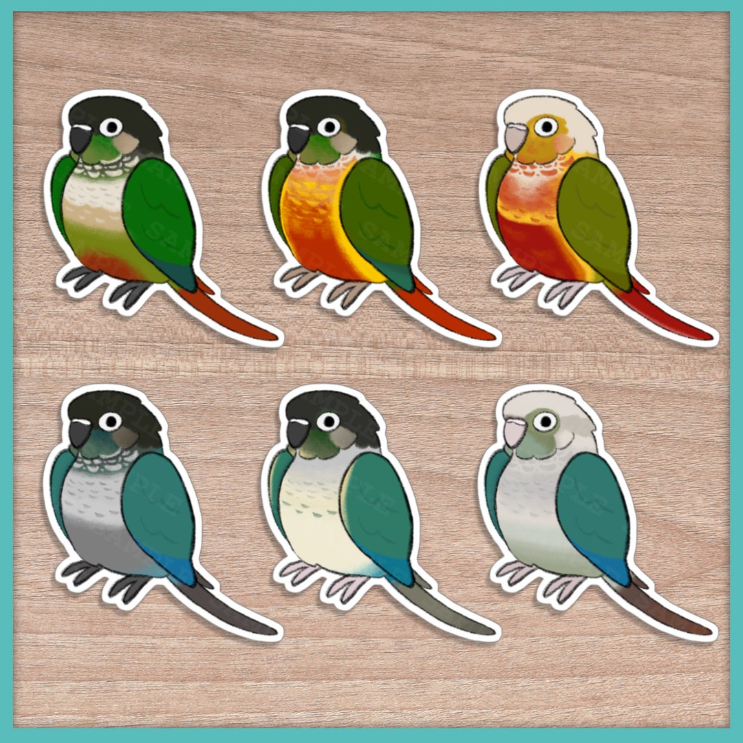 Conure (pyrhurra) Stickers - Etsy