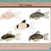 Corydoras Catfish Stickers - Etsy