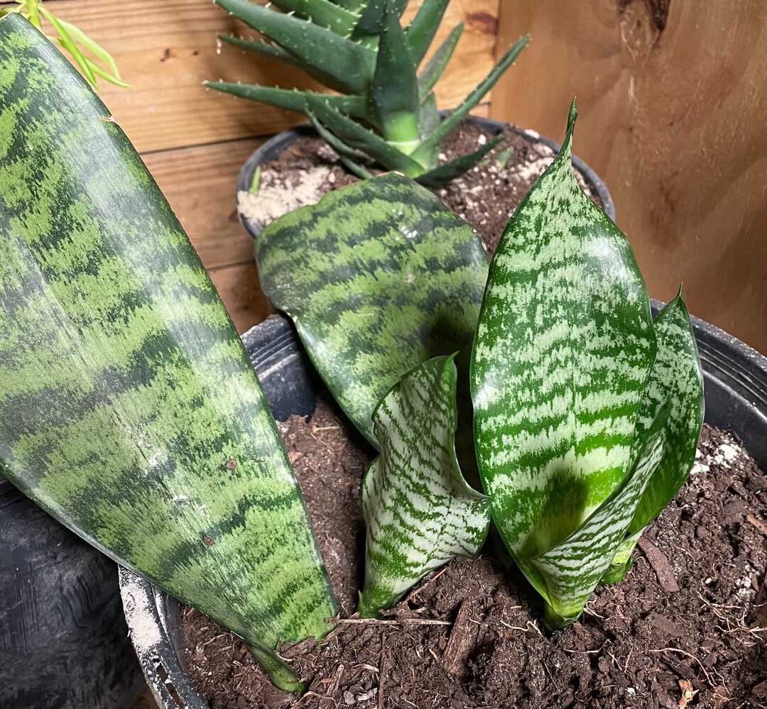 Snake Plant, Succulent, One Propagated Leaf - Etsy
