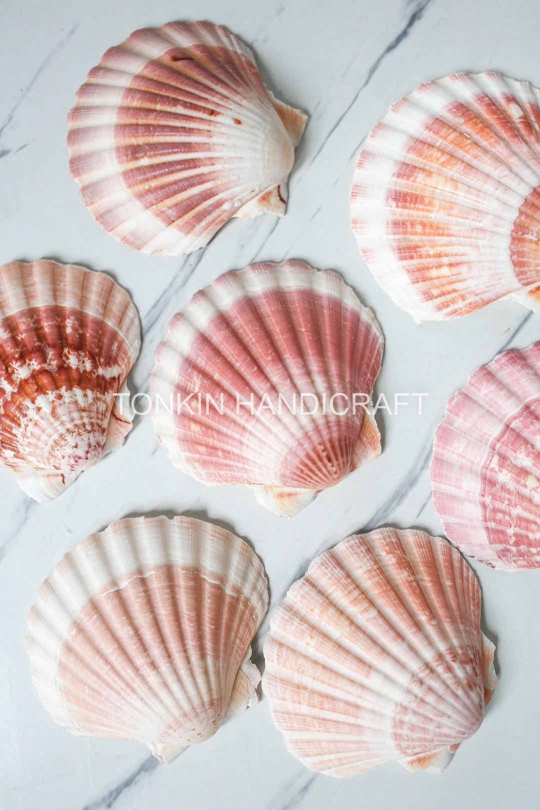 Bulk Large Reel Scallop Shells, Tropical Seashells, DIY Craft Shells ...
