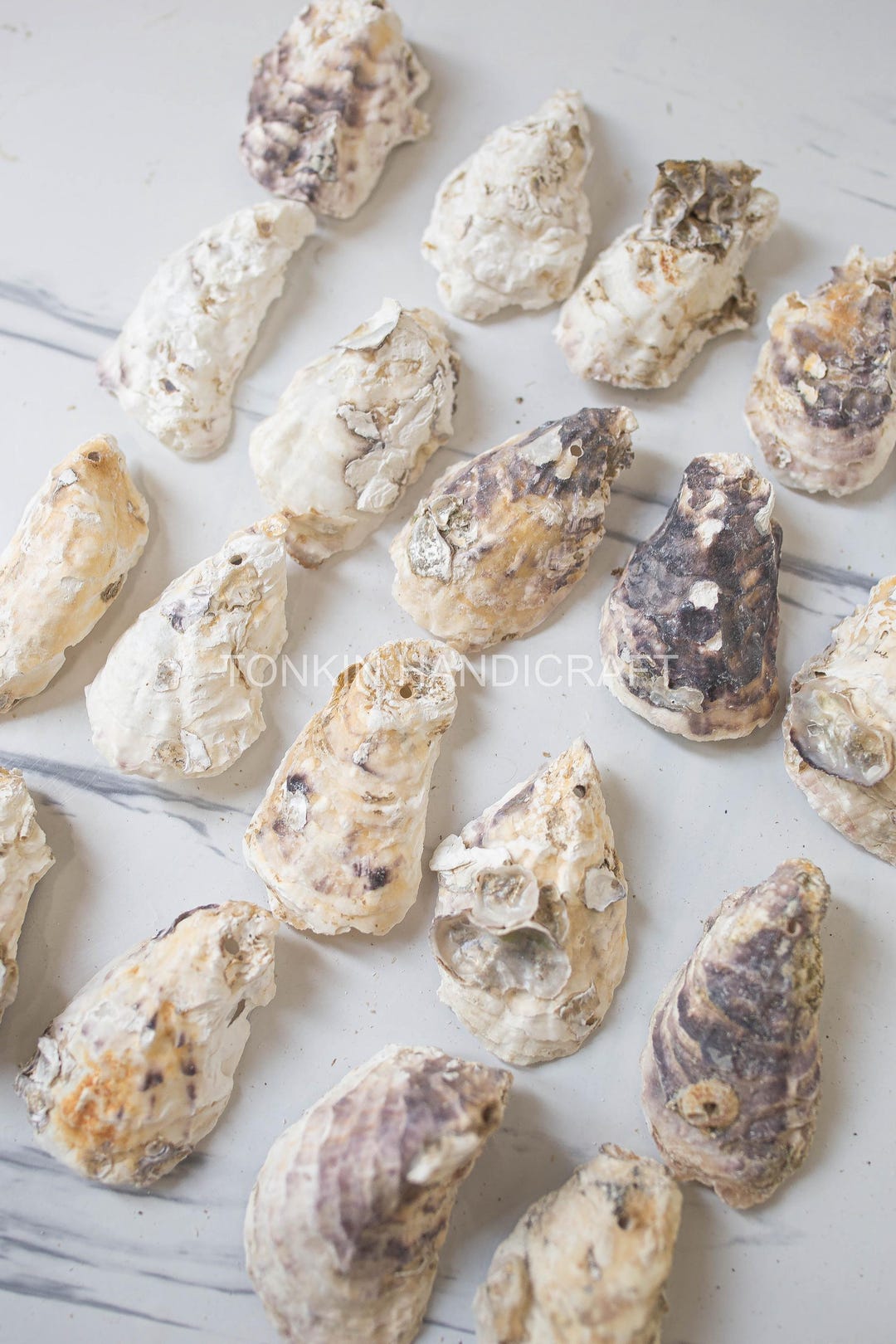 Bulk Oyster Shell, Tropical Oyster Shell, DIY Craft Shells, Craft ...