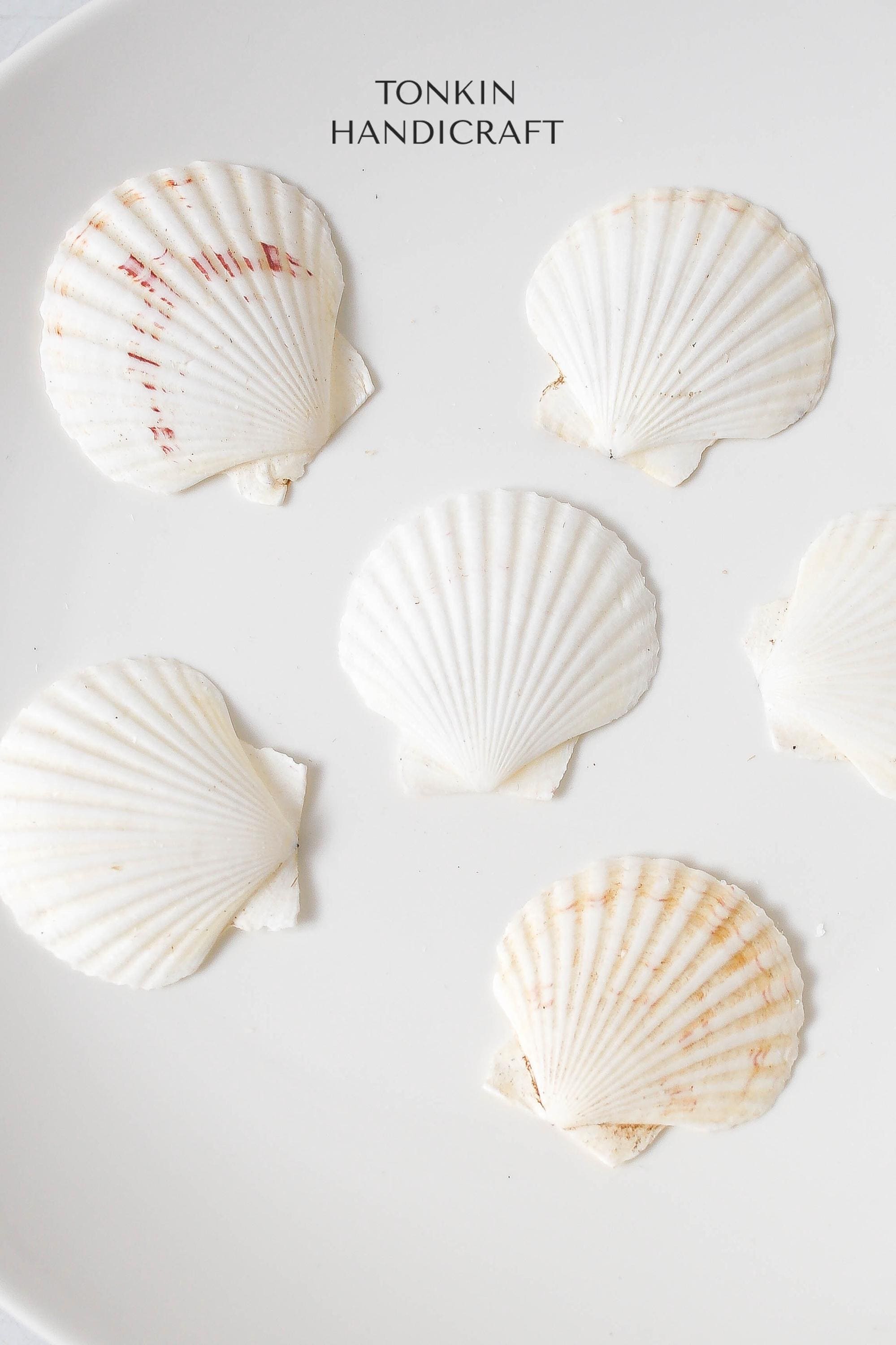 Bulk White Cockle Shells Craft, Tropical Seashells, DIY Craft Shells ...