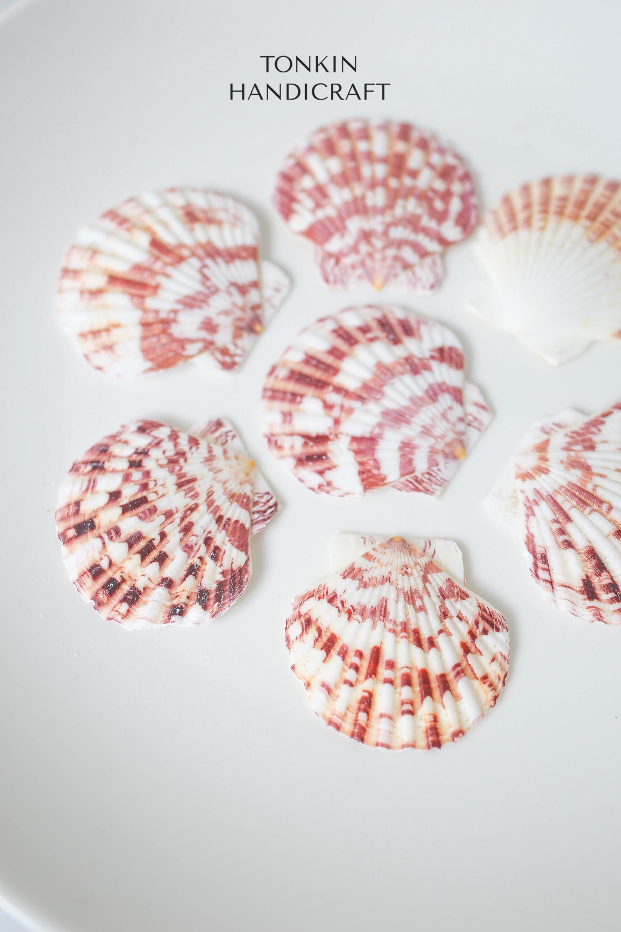 Bulk Natural Scallop Shells Craft,tropical Seashells, DIY Craft Shells ...
