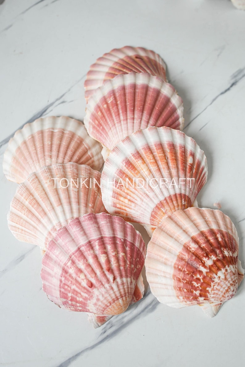Bulk Large Reel Scallop Shells, Tropical Seashells, DIY Craft Shells ...