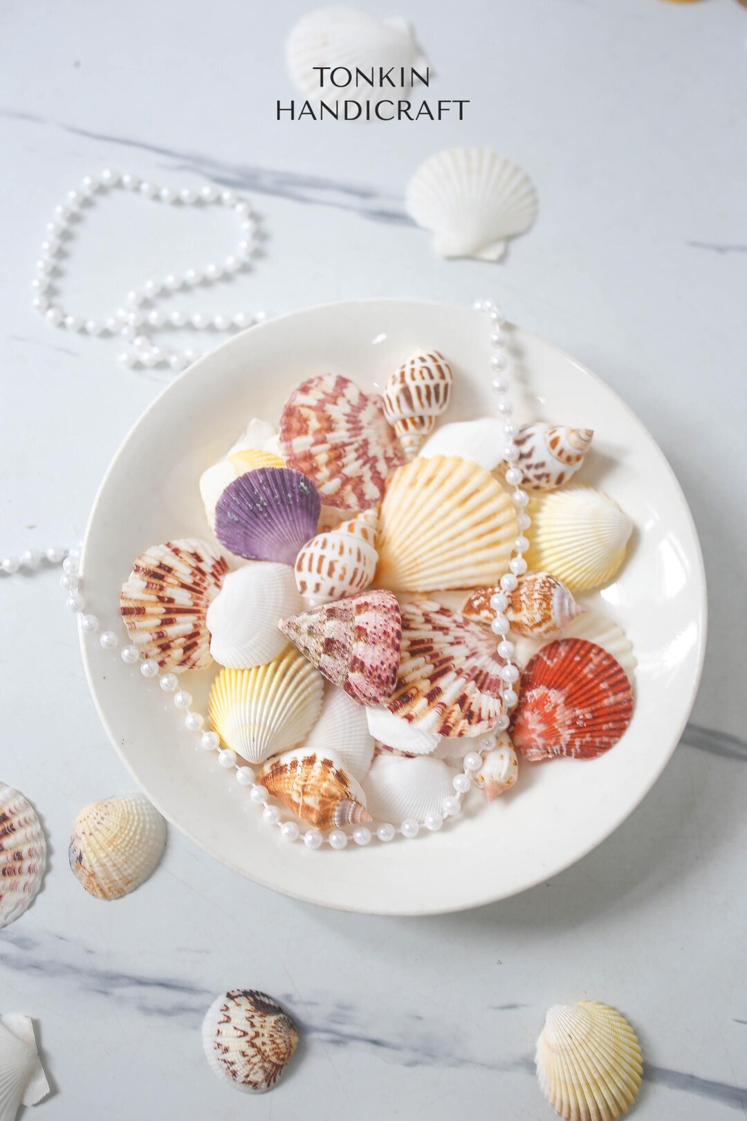 Natural Mixed Shell Vase Filler, White Tropical Seashells, DIY Craft Shells, Beach Wedding Decor ...